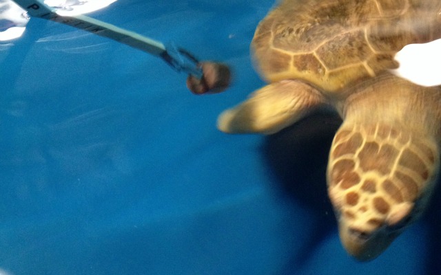 Sea Turtle Rescue Program Volunteer Improves Turtle's Vision | South ...