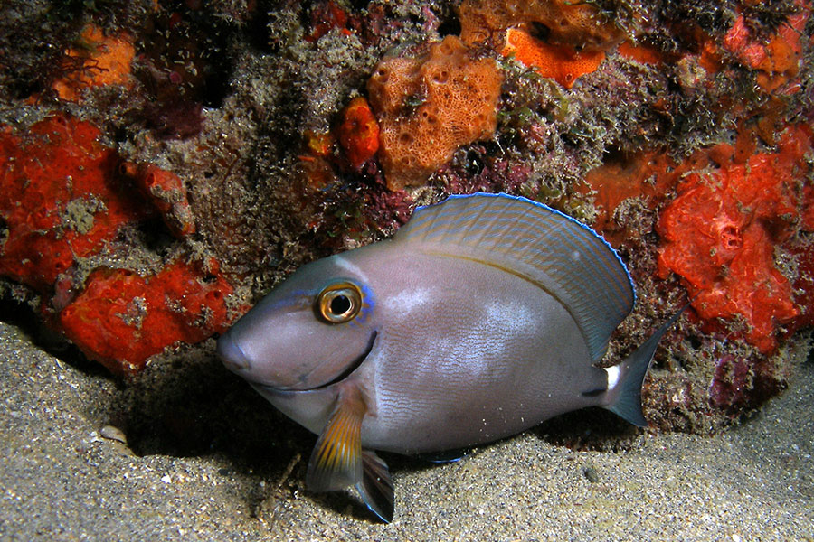Ocean Surgeonfish | Learn With the South Carolina Aquarium