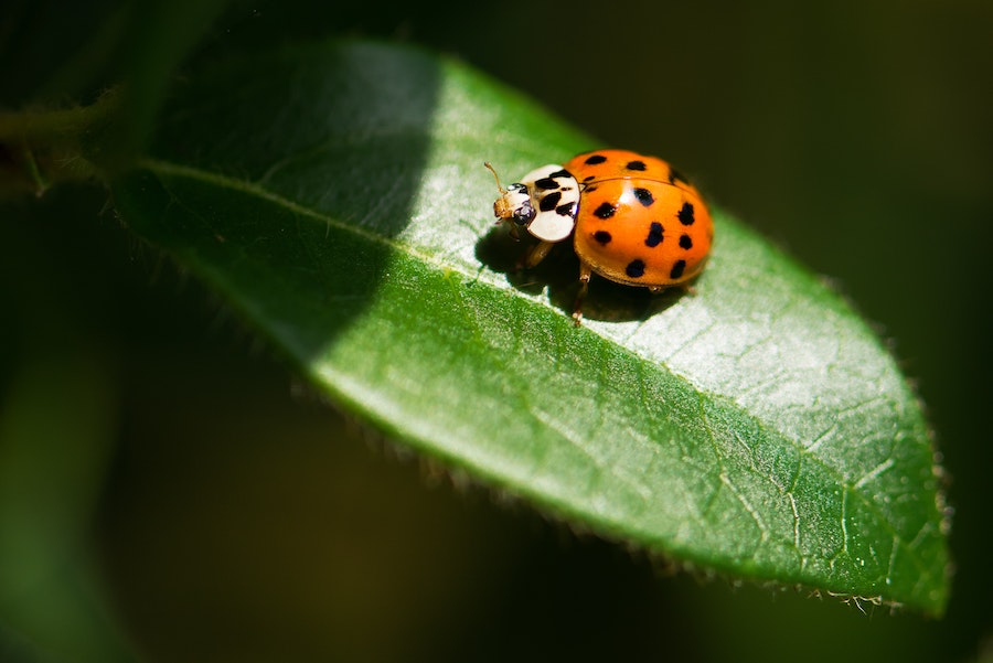 Luck Be a Lady...bug | South Carolina Aquarium