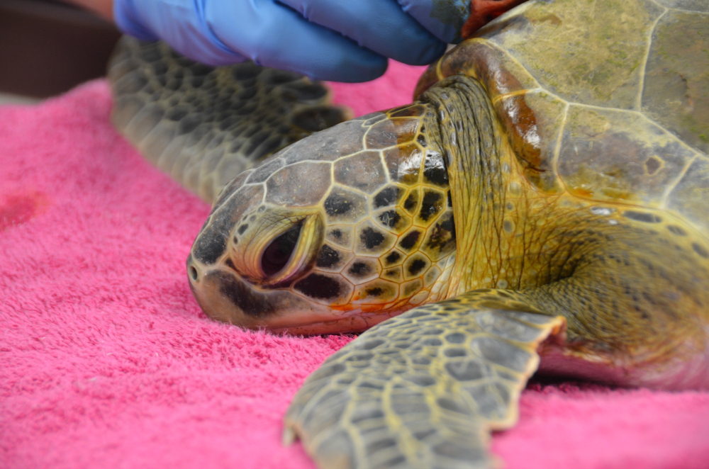 Fawkes | South Carolina Aquarium