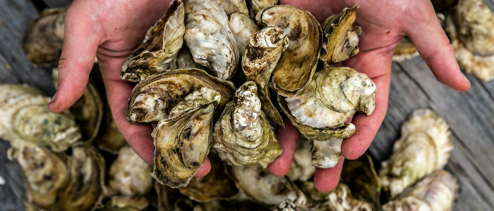All the Single Oysters - Currents - South Carolin Aquarium