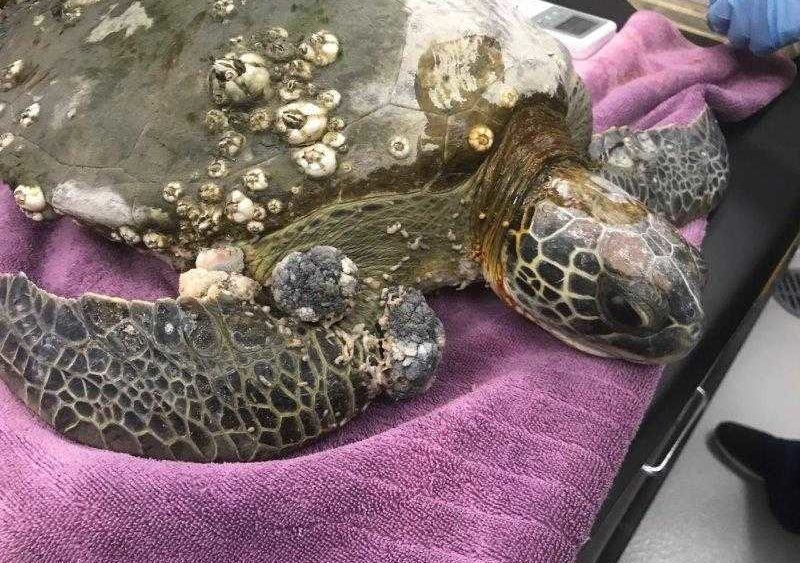 Madam Poppy Pomfrey | South Carolina Aquarium